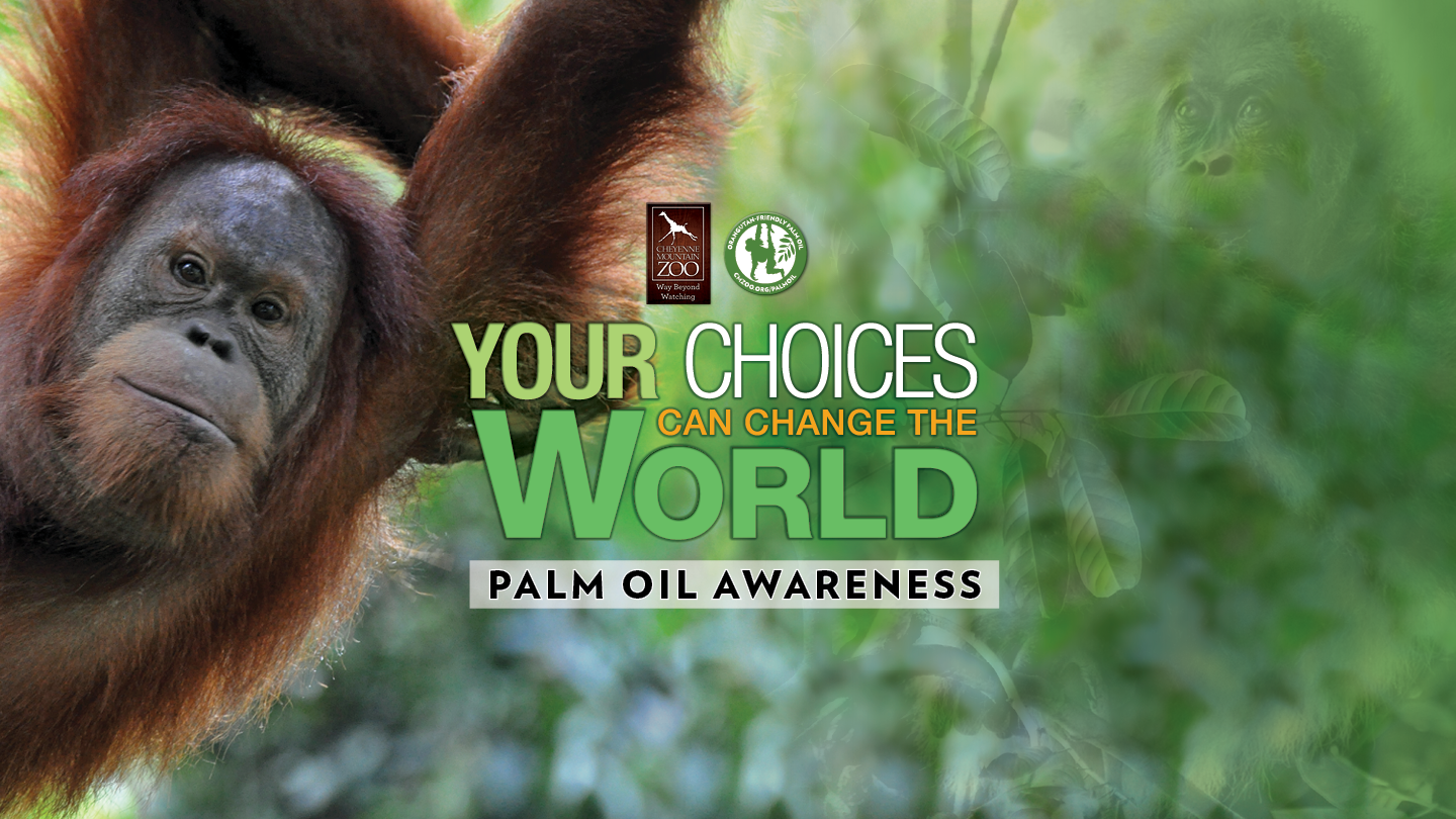 Palm Oil Orangutans