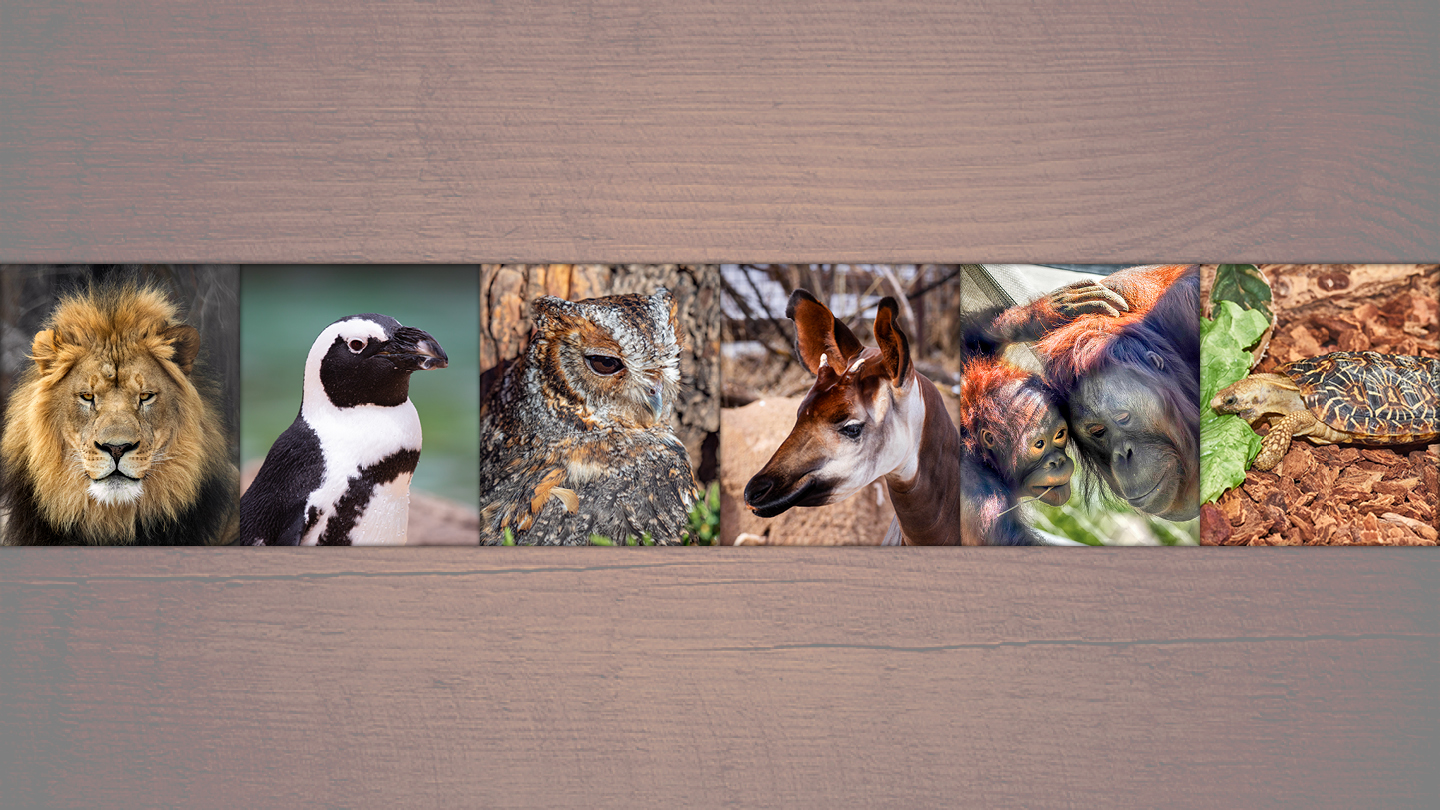 Member Conservation Vote Winners Announced - CMZoo