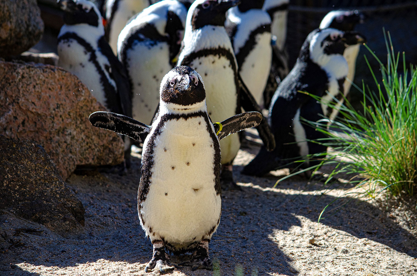Adopt Choices for Penguins - CMZoo