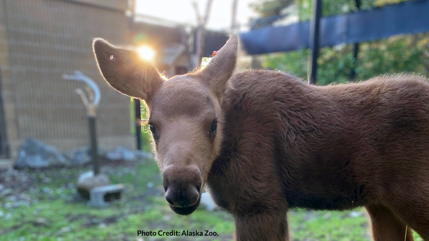 Featured Animals - Moose - CMZoo