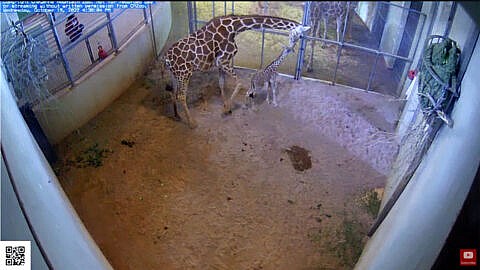 Giraffe Cams - CMZoo