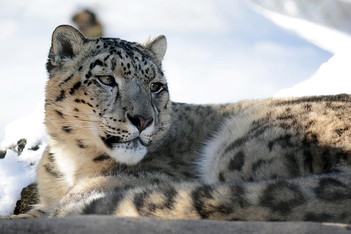 Cheyenne Mountain Zoo Says Goodbye to Beloved Bhutan, Snow Leopard - CMZoo
