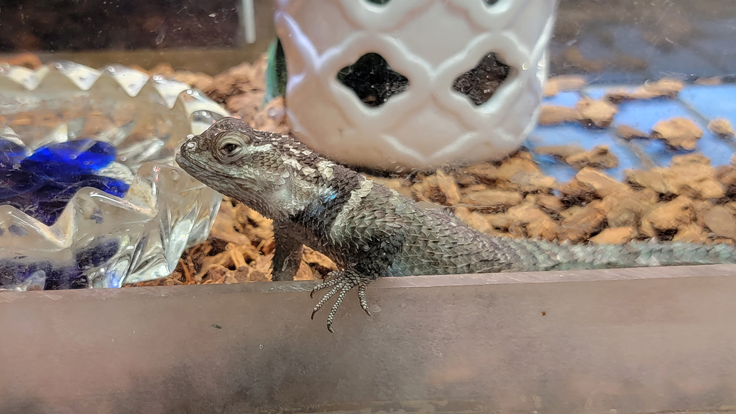 Featured Animals - Blue Spiny Lizard - CMZoo