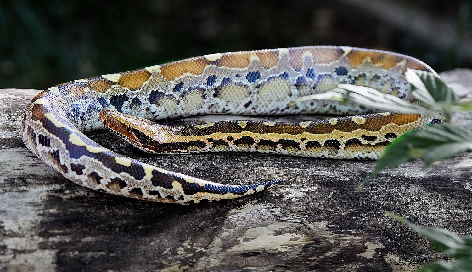 Featured Animals - Bornean short-tailed Python - CMZoo