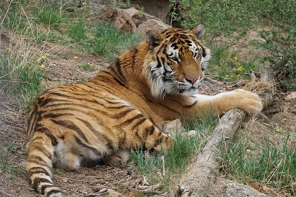 Featured Animals - Amur Tiger - CMZoo