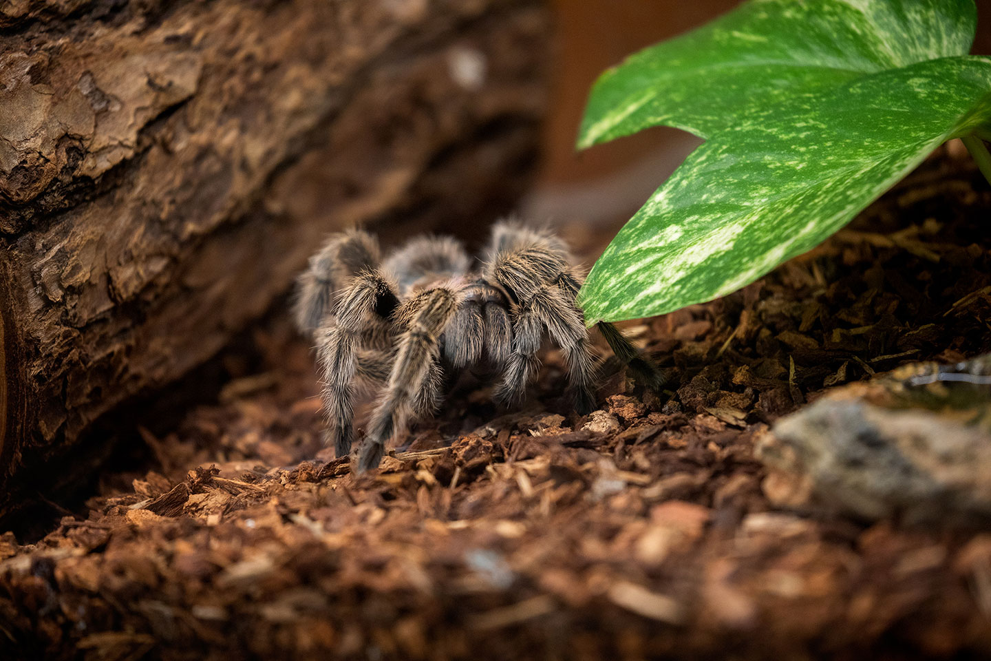 Adopt Choices for Tarantula - CMZoo
