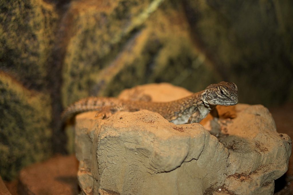 Featured Animals - Moroccan Spiny-tailed Lizard - CMZoo