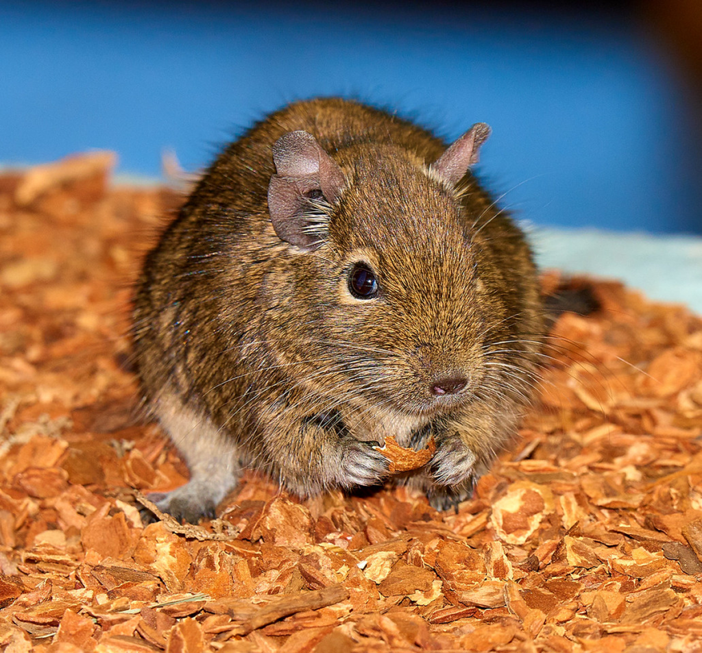 Featured Animals - Degu - CMZoo