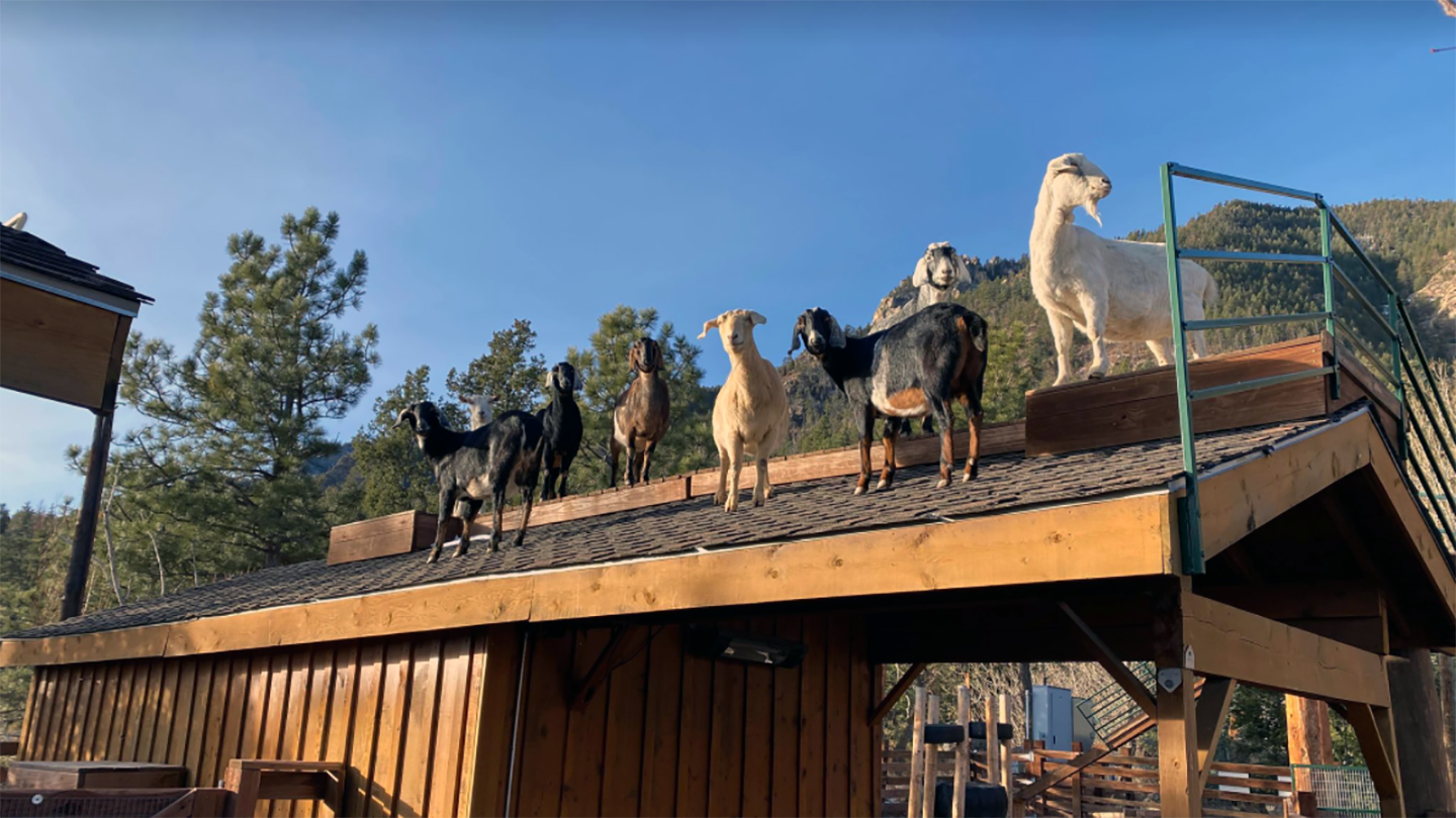Goat Playground Plans