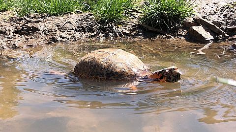 World Turtle Day Celebration - CMZoo