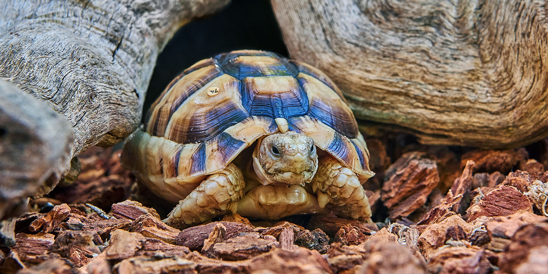 Custom Shout-Outs with an Animal - CMZoo