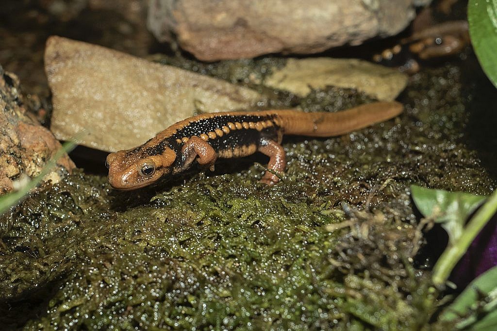Featured Animals - Emperor Newt - CMZoo