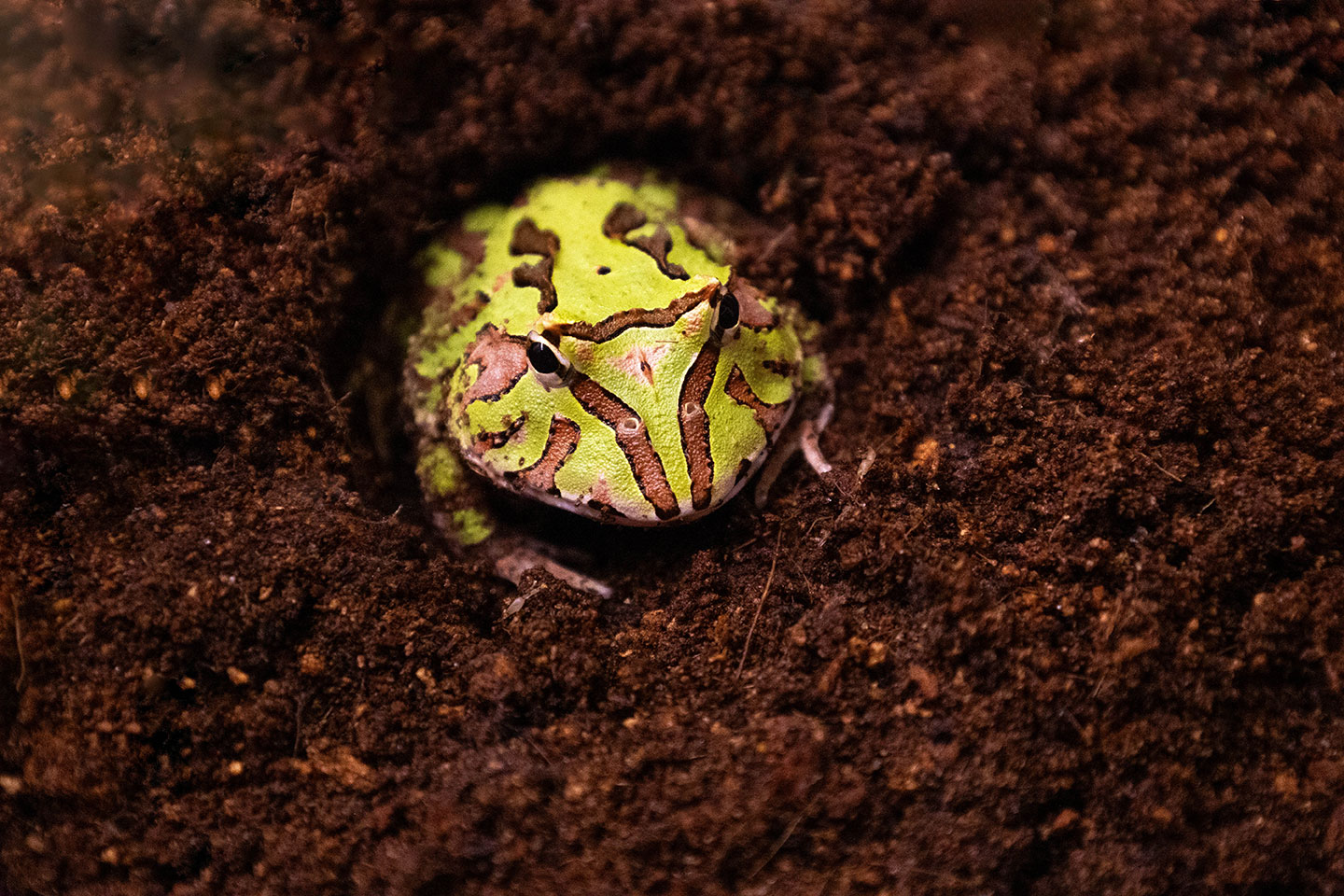 Featured Animals - Green Pacman Frog - CMZoo
