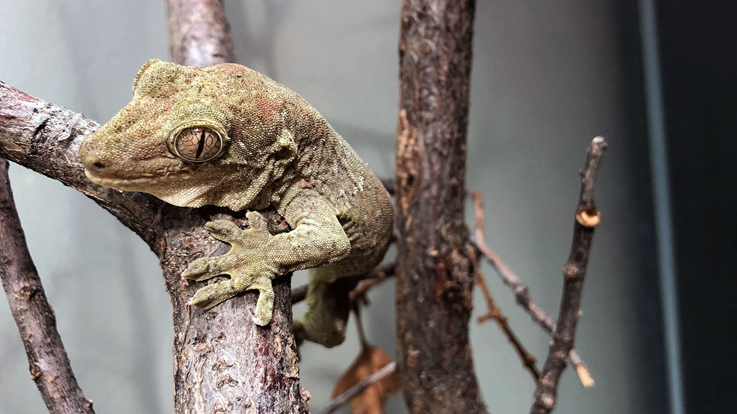 Featured Animals - Bavay's Giant Gecko - CMZoo