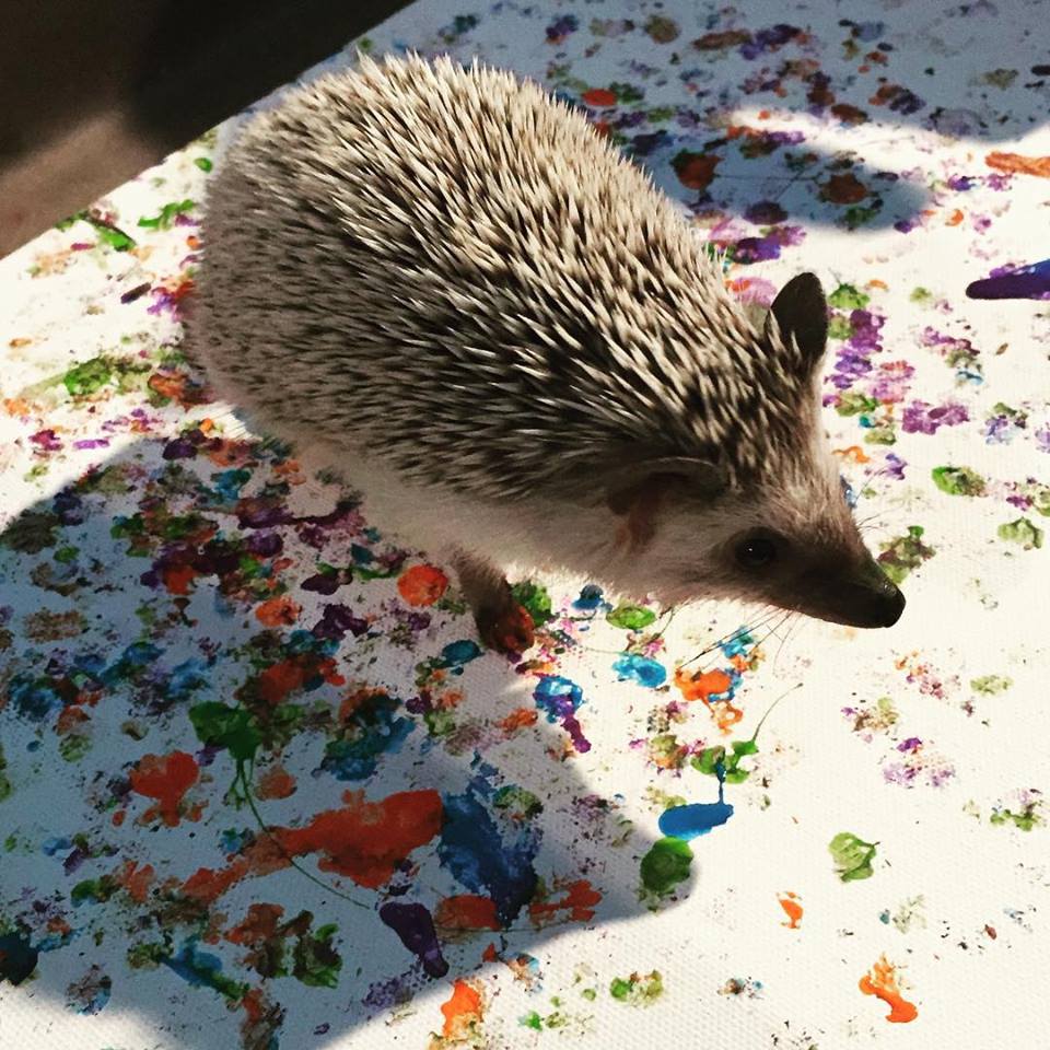 Cute Animal Paintings