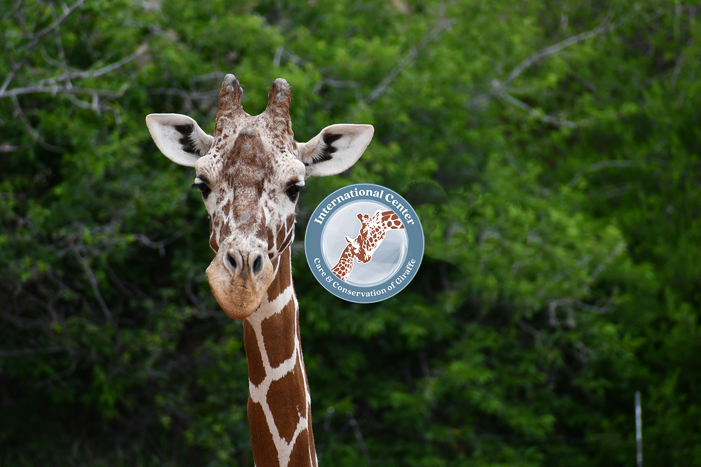 Cheyenne Mountain Zoo Establishes International Center for the Care and ...