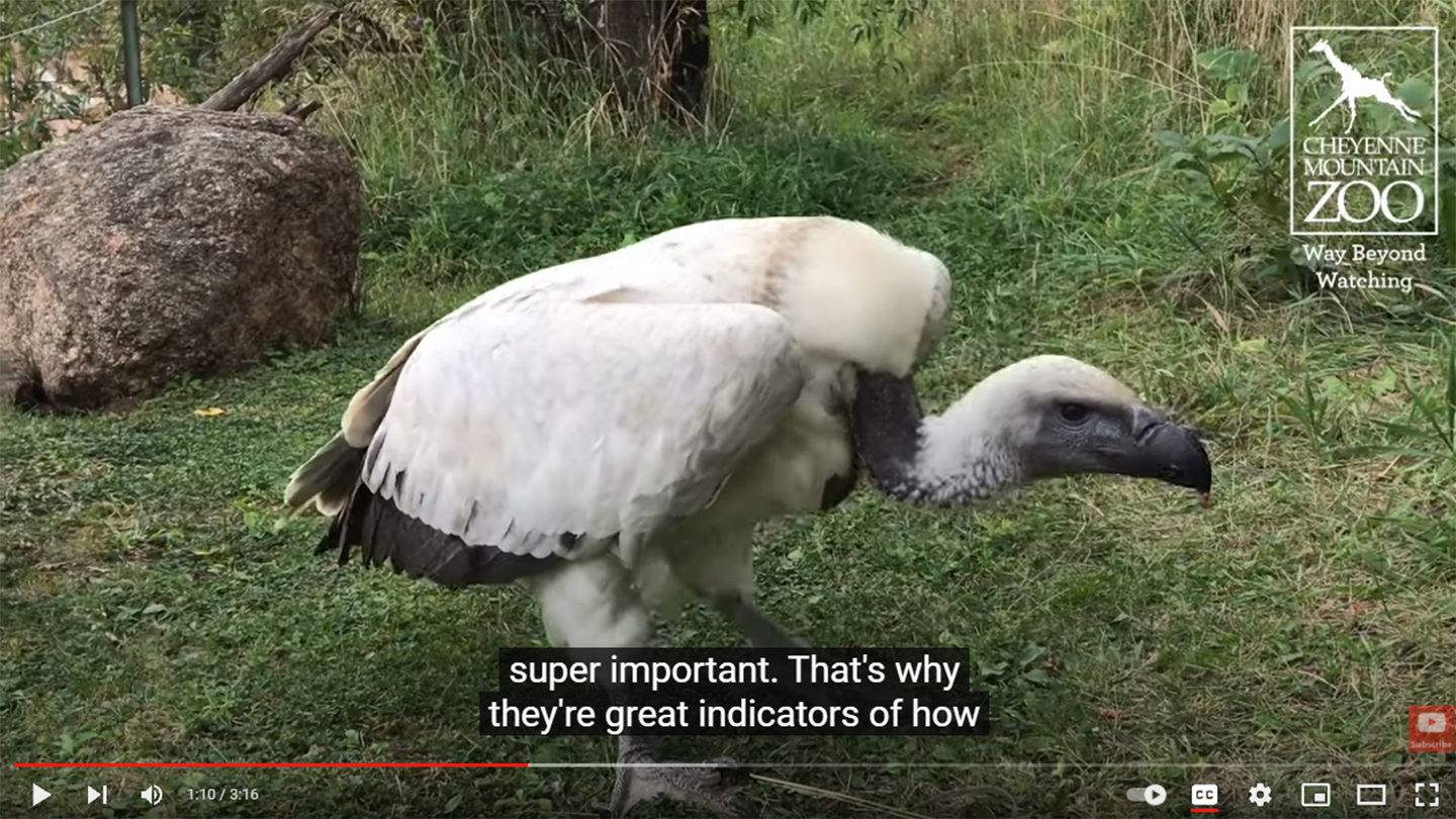 International Vulture Awareness Day 2021 - CMZoo