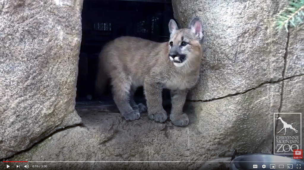 Koda's First Day in Outdoor Exhibit - CMZoo