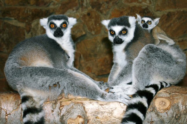 Featured Animals - Ring-tailed Lemur - CMZoo