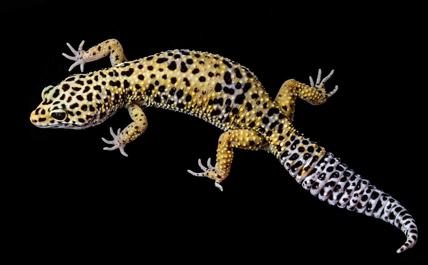 Featured Animals - Leopard Gecko - CMZoo
