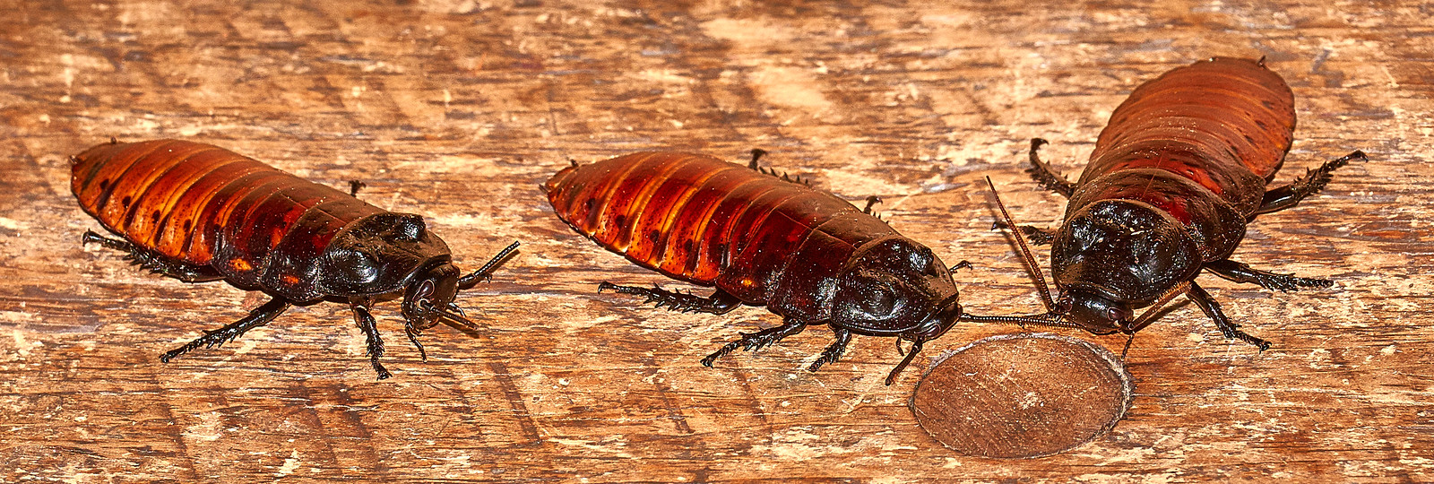 Featured Animals - Madagascar Hissing Cockroach - CMZoo
