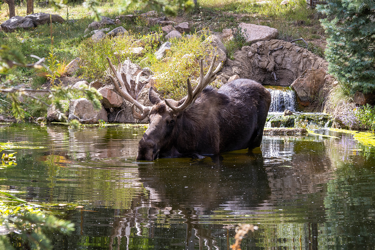Moose Zoo Around The World
