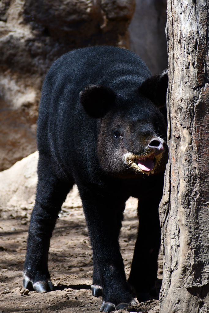 Adopt Choices for Tapir - CMZoo