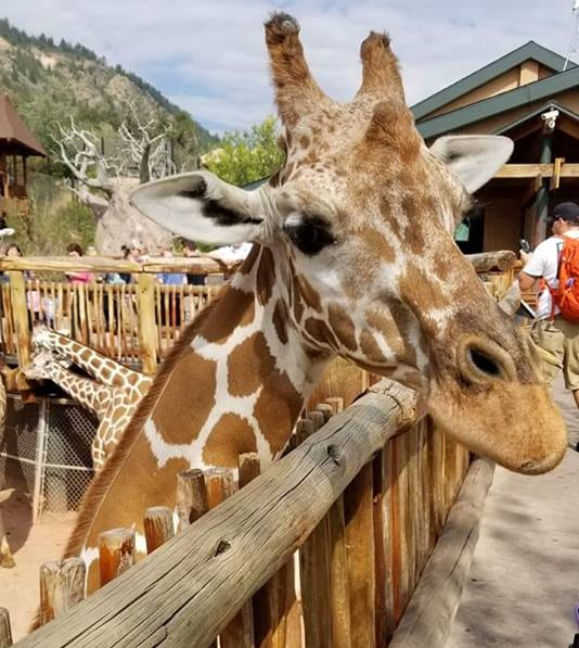 We're Expecting! Guess Msitu's Delivery Date - CMZoo