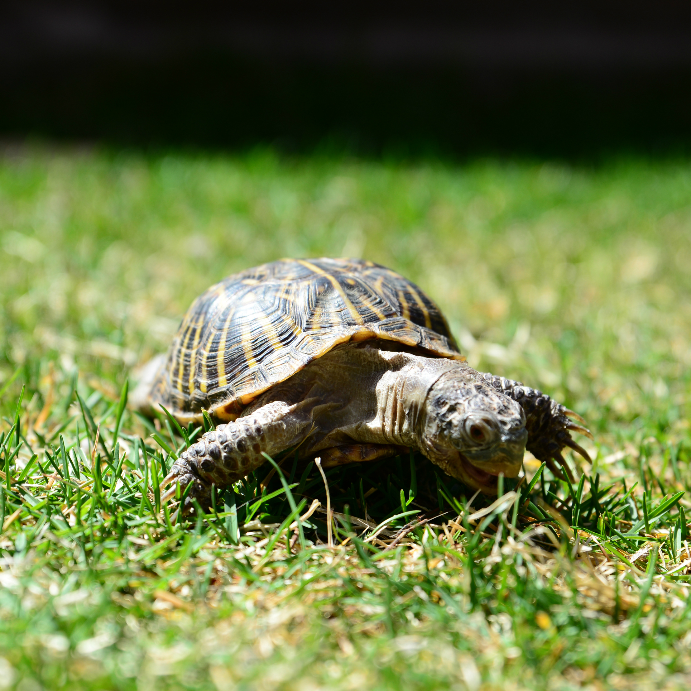 Baby Ornate Box Turtle