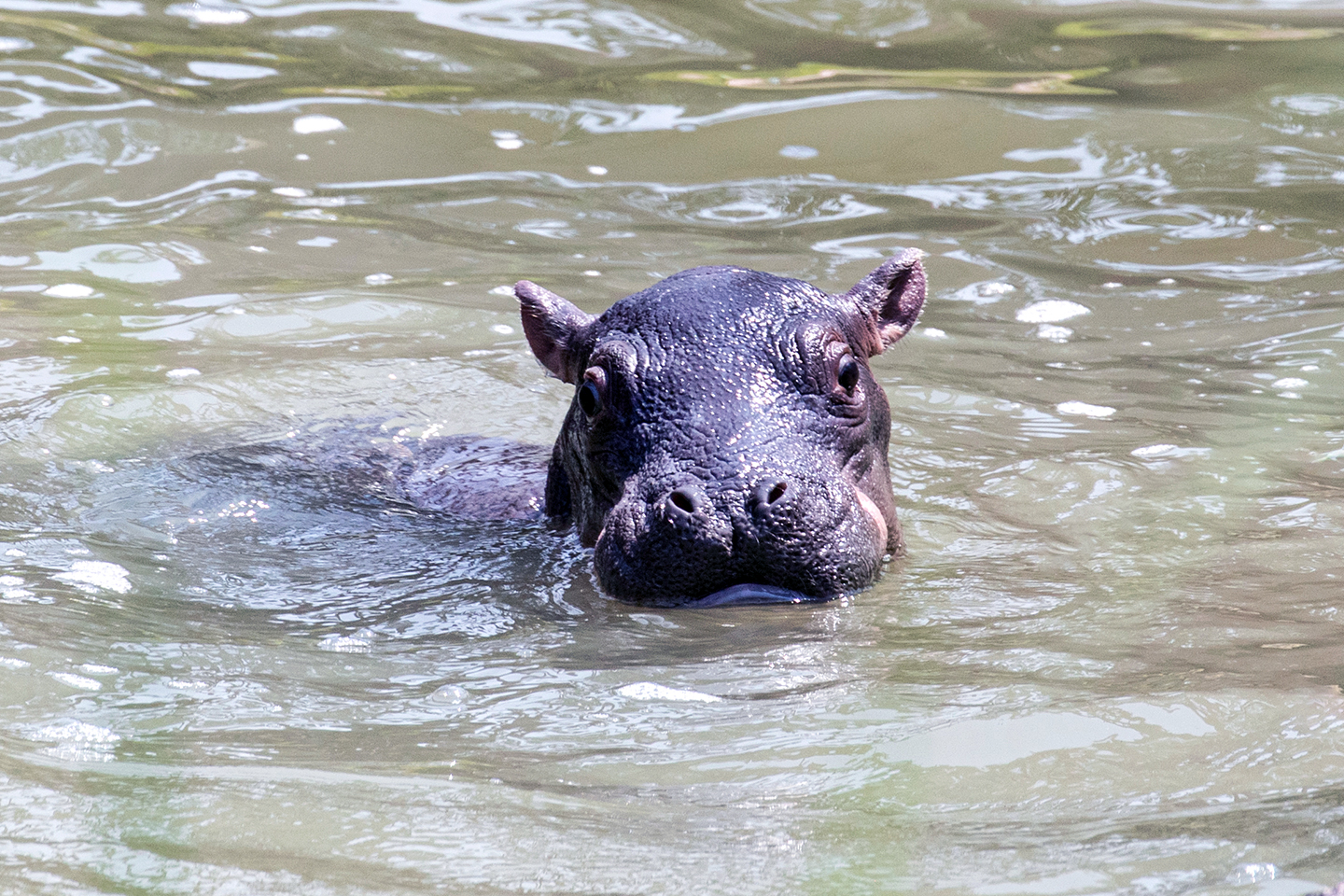 Hip, Hippo, Hooray! Cheyenne Mountain Zoo Welcomes Its First Baby Hippo ...