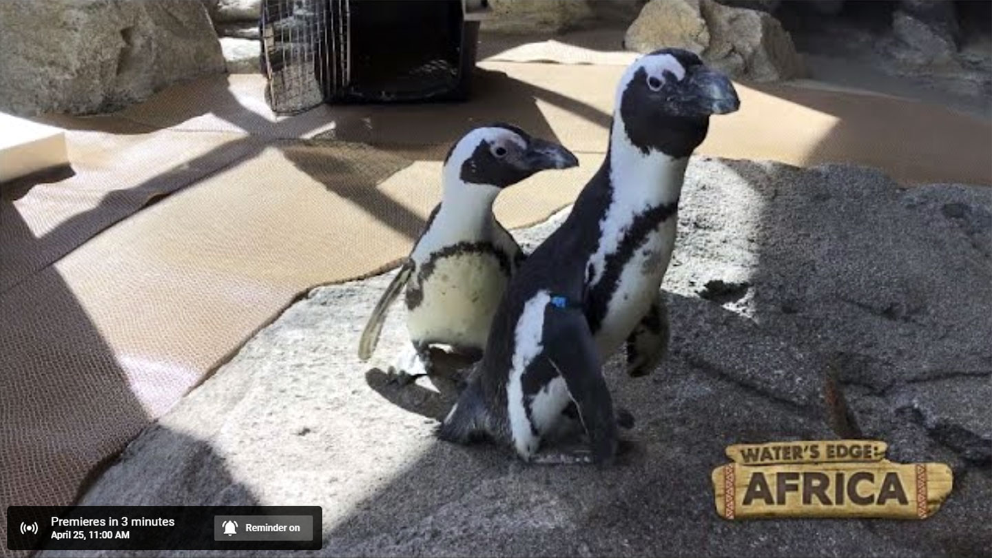 Our First African Penguins Have Arrived at Water's Edge: Africa! - CMZoo