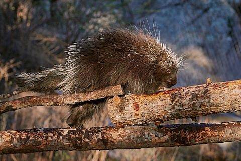 Featured Animals - North American Porcupine - CMZoo