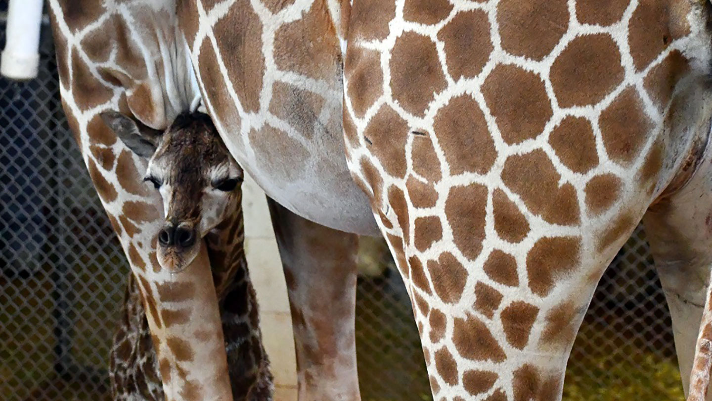 Cheyenne Mountain Zoo Welcomes Brand-New Baby Giraffe – and It’s a Girl ...
