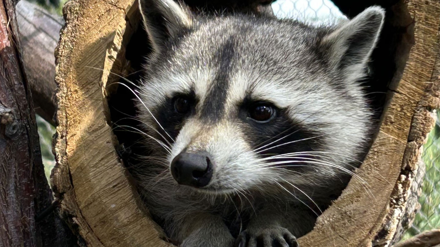 Adopt Choices for Raccoon - CMZoo