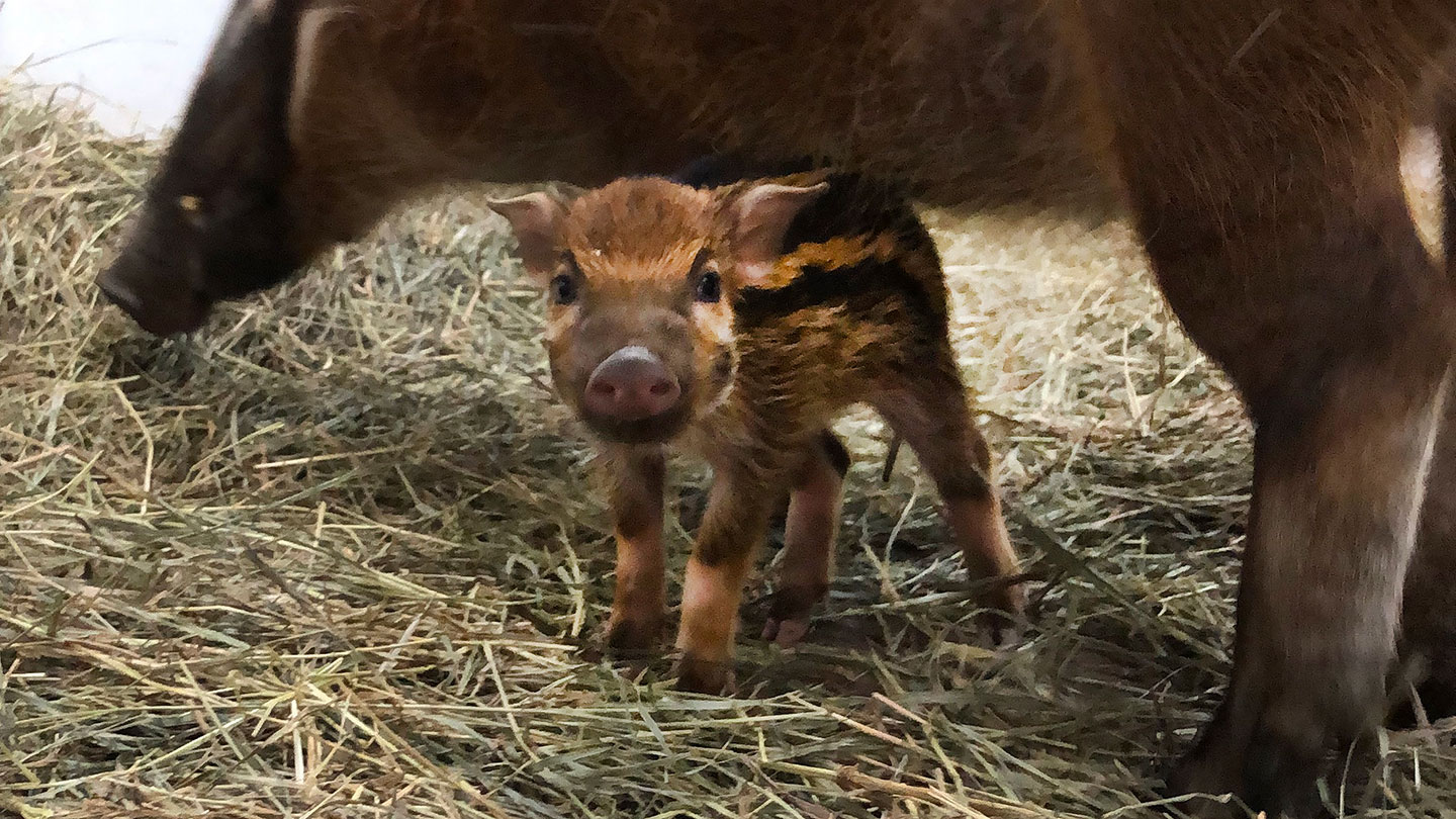 Two-Week-Old Red River Hoglet 'Zooms' Into Our Hearts - CMZoo