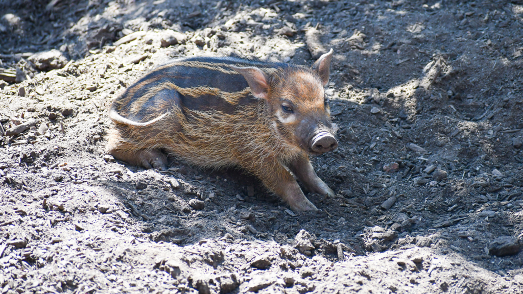Cheyenne Mountain Zoo Welcomes Watermelon- Striped Baby Red River Hog ...