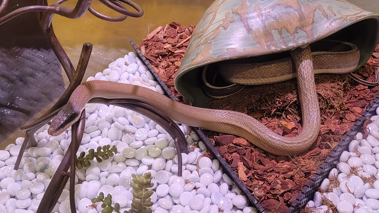 Featured Animals - Ridley's Cave Snake - CMZoo