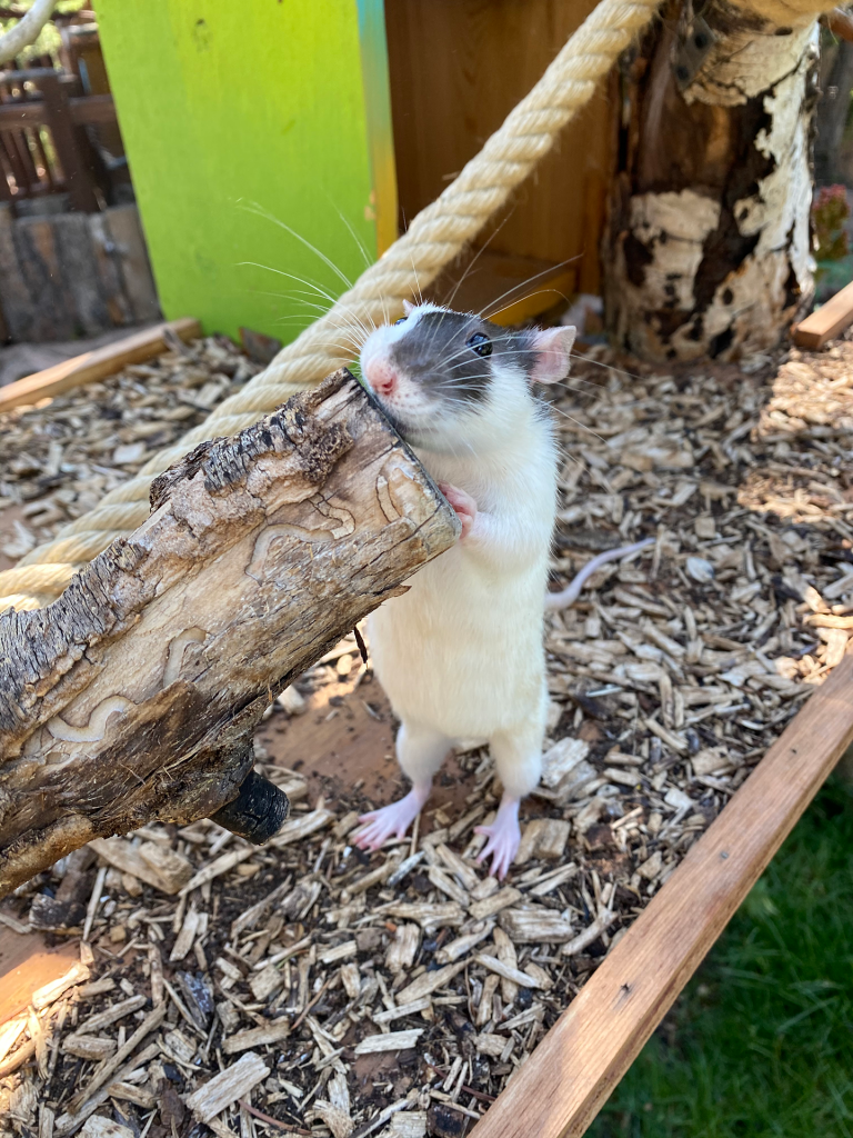 Featured Animals - Domestic Rat - CMZoo