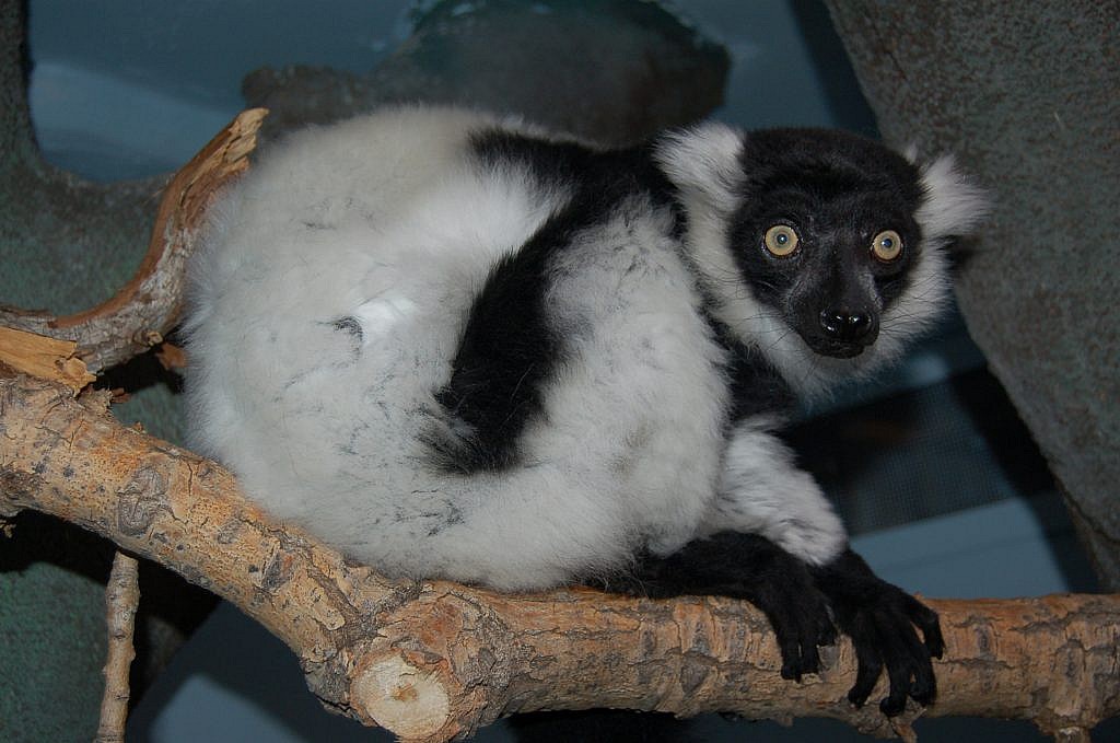 Featured Animals - Black and White Ruffed Lemur - CMZoo