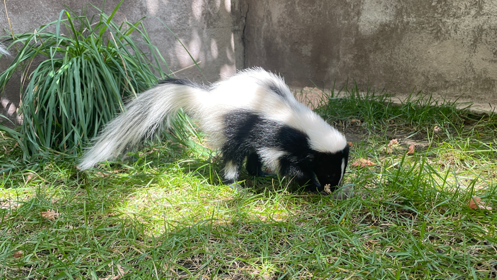 Featured Animals - Skunk - CMZoo