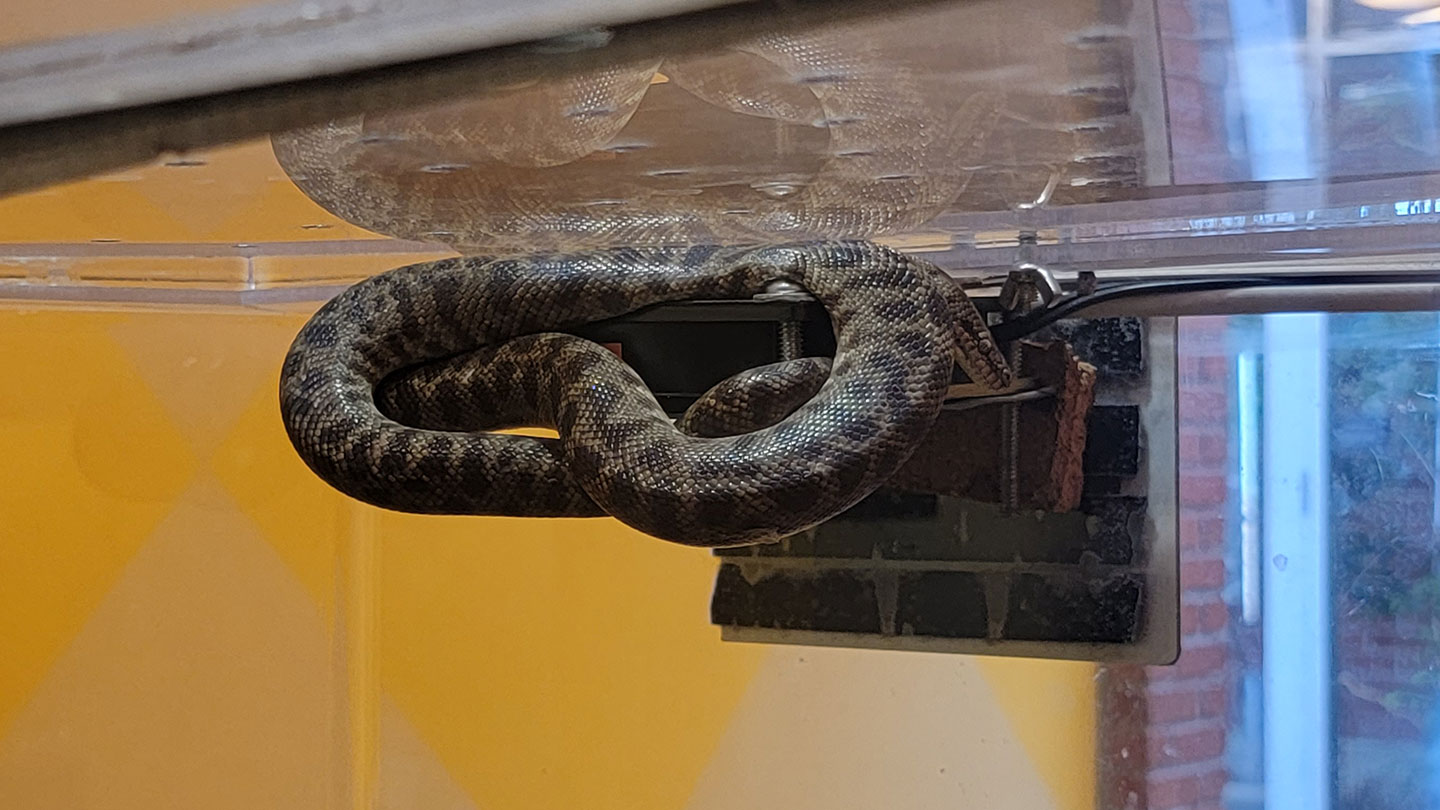 Featured Animals - Stimson's Python - CMZoo