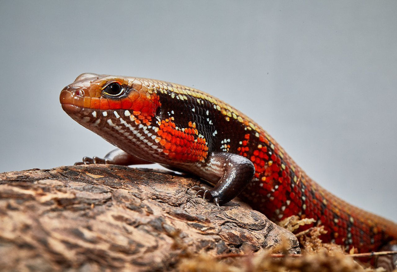 Featured Animals - Fire Skink - CMZoo