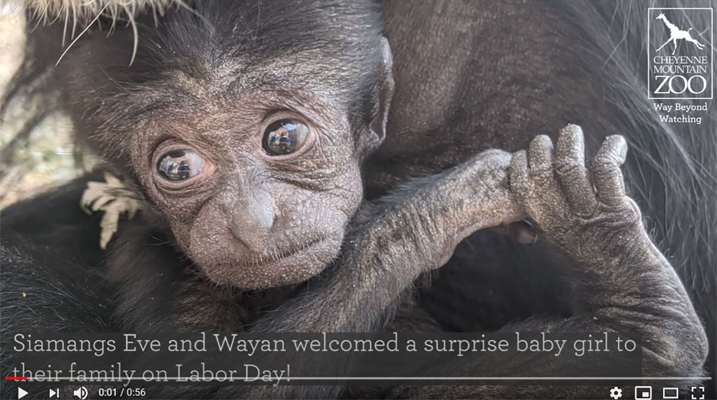 Baby Siamang Gets a Name! - CMZoo
