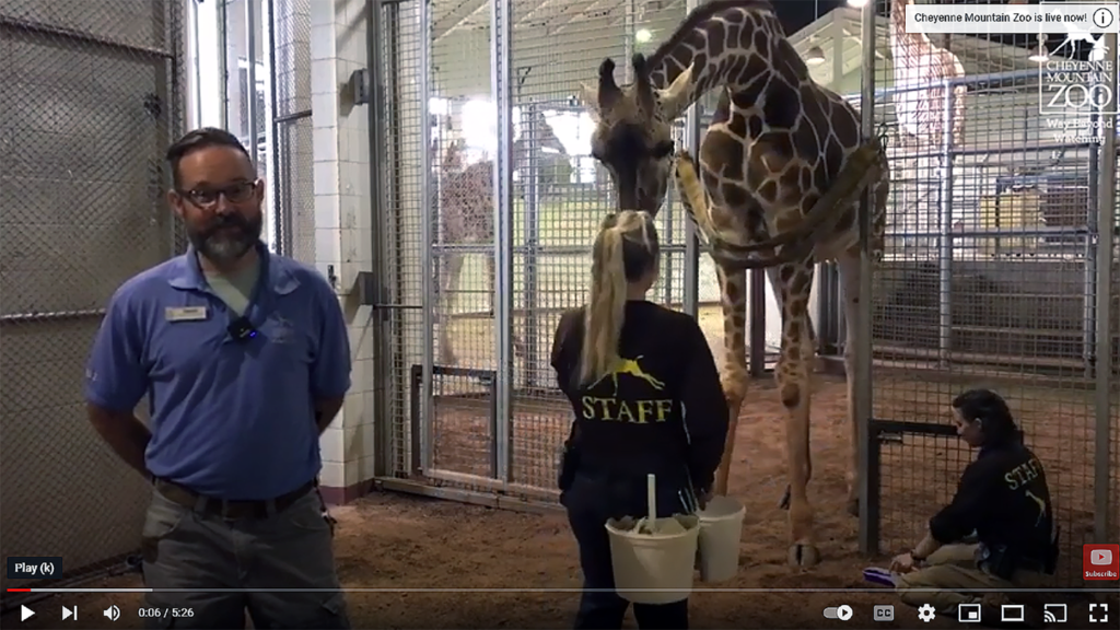 Bailey's Pregnancy Video Update #1 - Oct. 5, 2022 - CMZoo