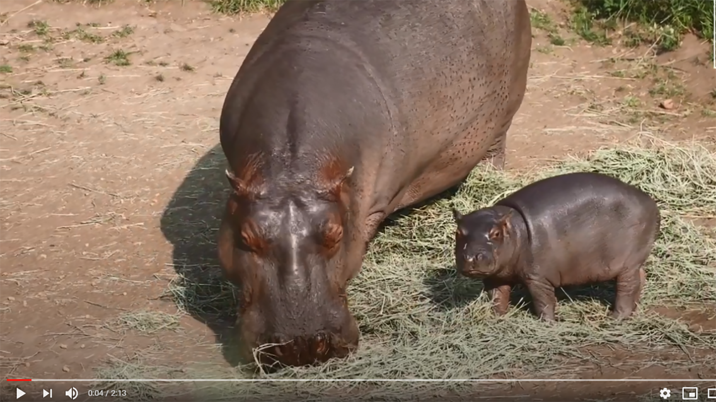 Hippo Calf Learning How to Hippo From Mom, Zambezi - CMZoo
