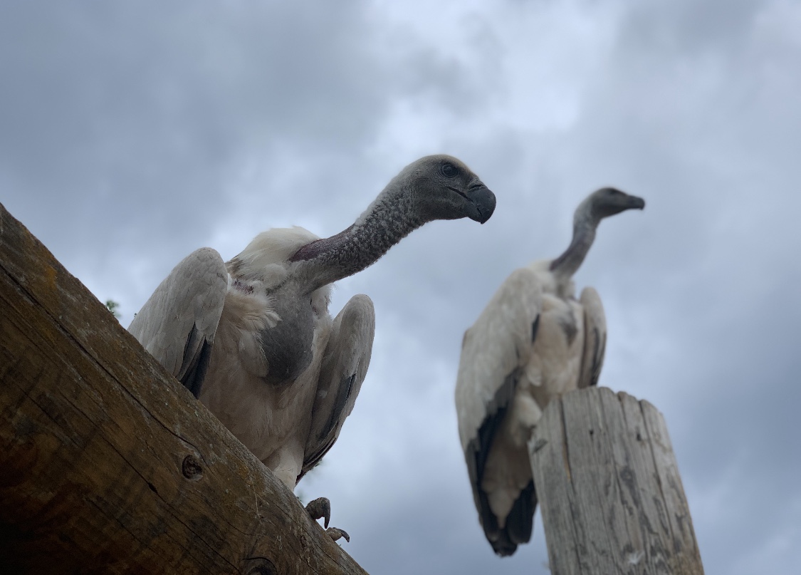 Join Godric, Hedwig and Nesher for International Vulture Awareness Day ...