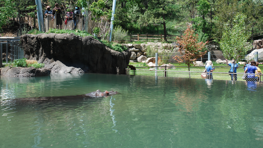 Cheyenne Mountain Zoo Welcomes Biko, Male Nile Hippo - CMZoo