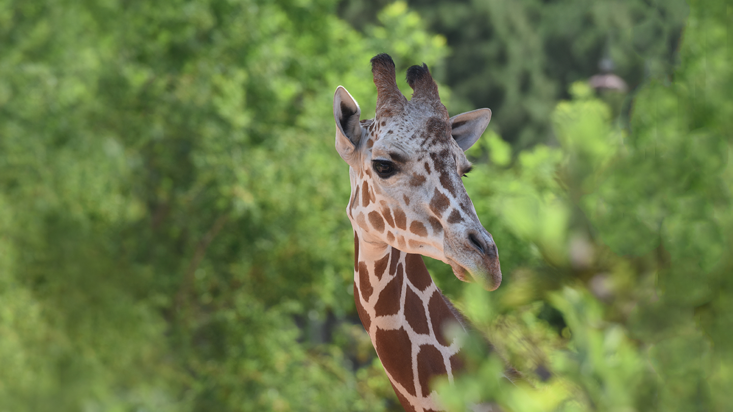 World Giraffe Day - CMZoo