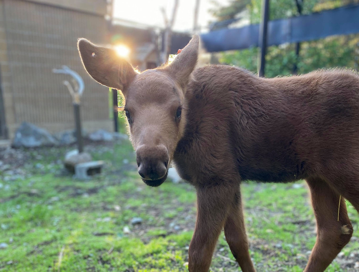 Six Months of Moose Magic with Atka - CMZoo