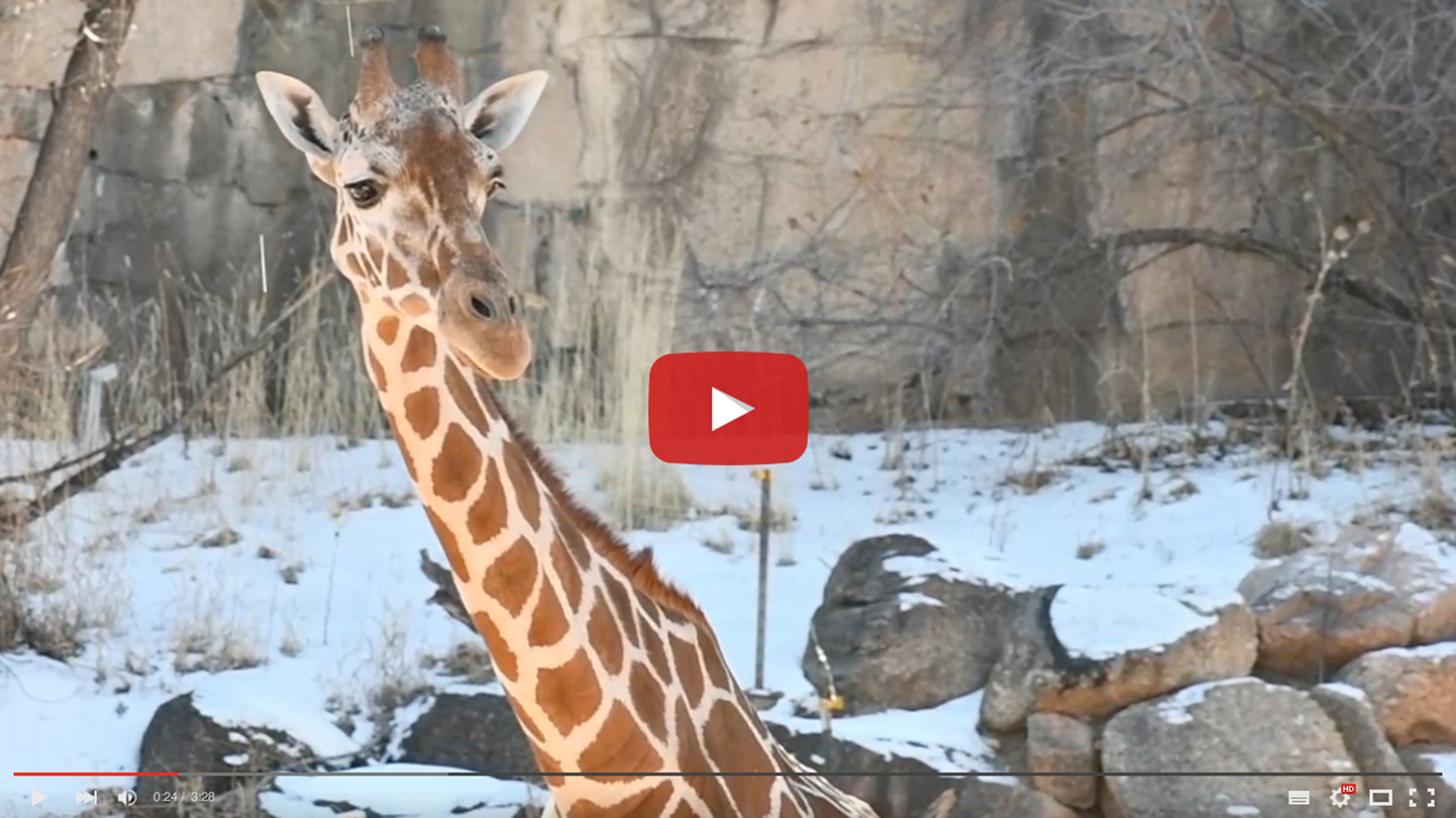 Join the Giraffe Tower for a Typical Winter Day on the Mountain - CMZoo